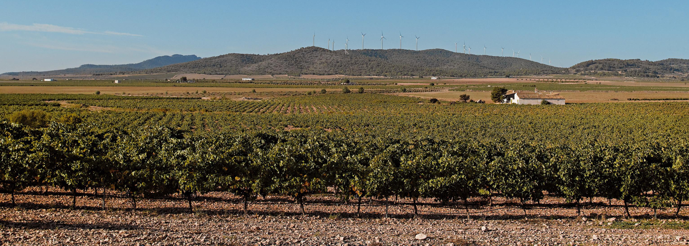 Bullas DO | Foods and Wines from Spain