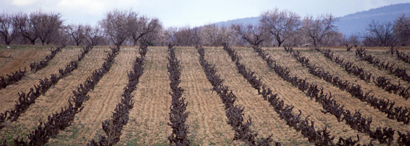 Utiel-Requena DO | Foods and Wines from Spain