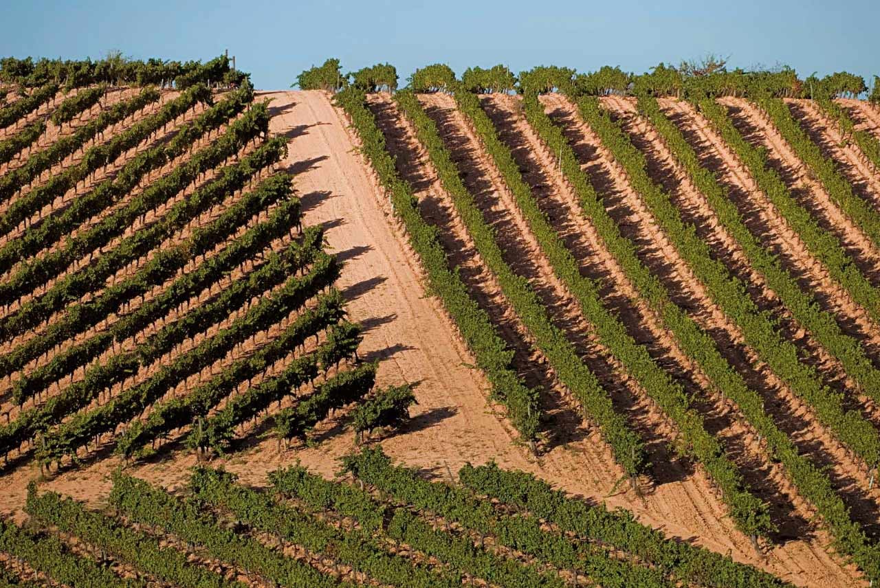 Sustainability, Organic Viticulture, and Biodynamics: 3 Wineries Leading The Way